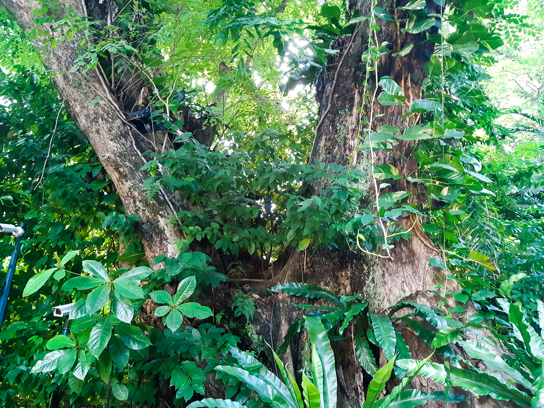 4 magnificent heritage trees to look out for at Sentosa