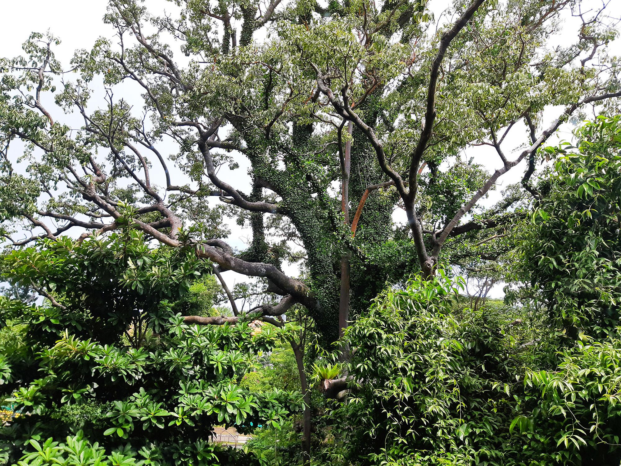 4 magnificent heritage trees to look out for at Sentosa