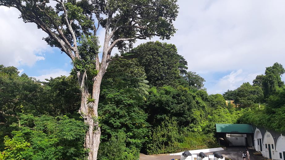 4 magnificent heritage trees to look out for at Sentosa