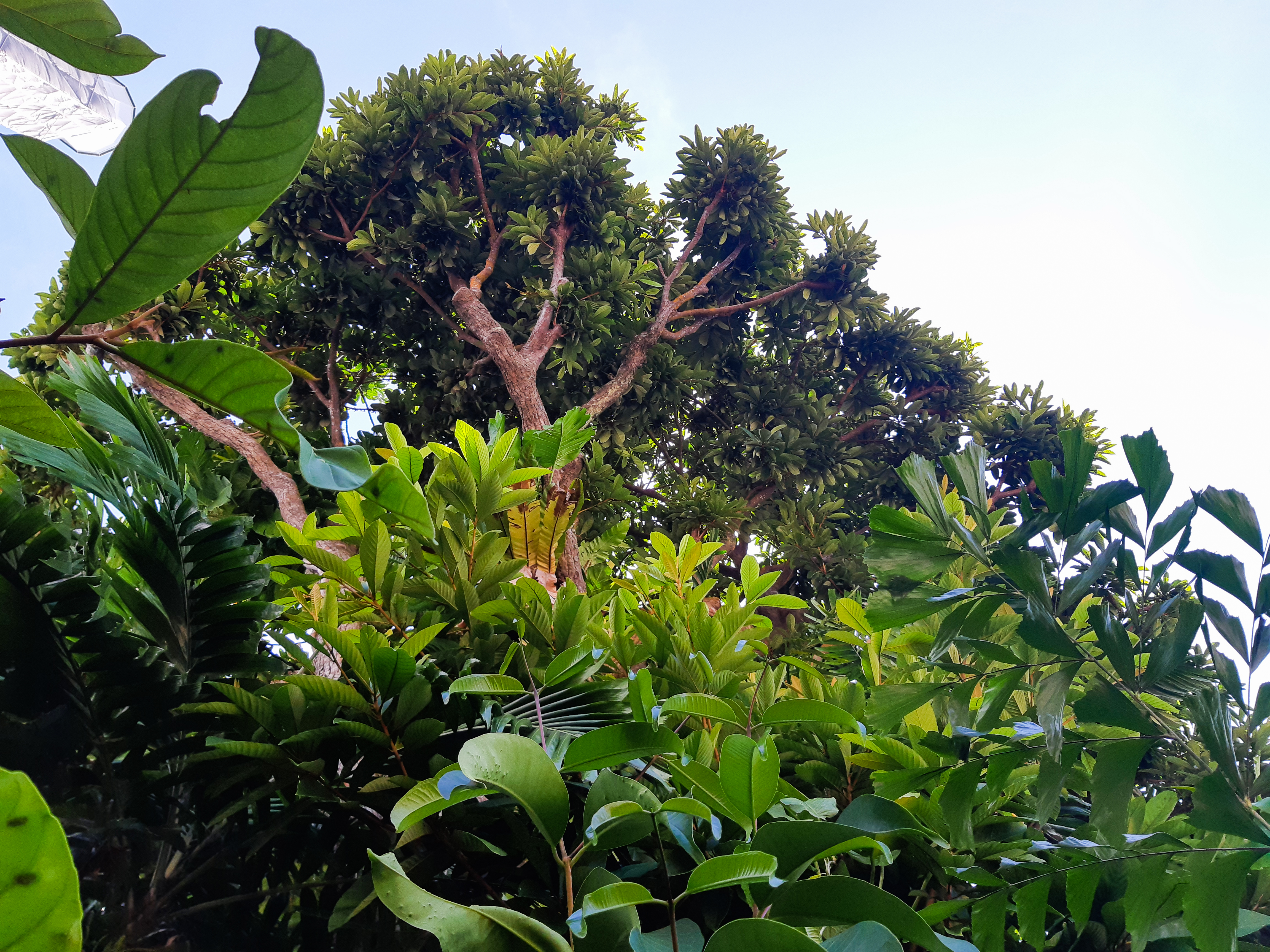 4 magnificent heritage trees to look out for at Sentosa