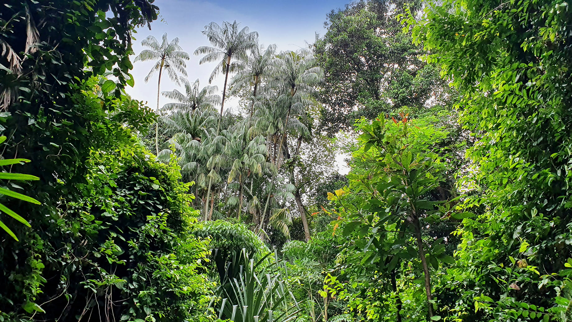 The Forests of Sentosa