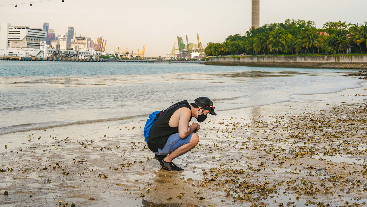 Sentosa's marine habitats