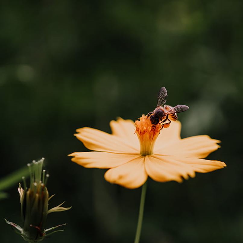 Sustainability and conservation at Sentosa