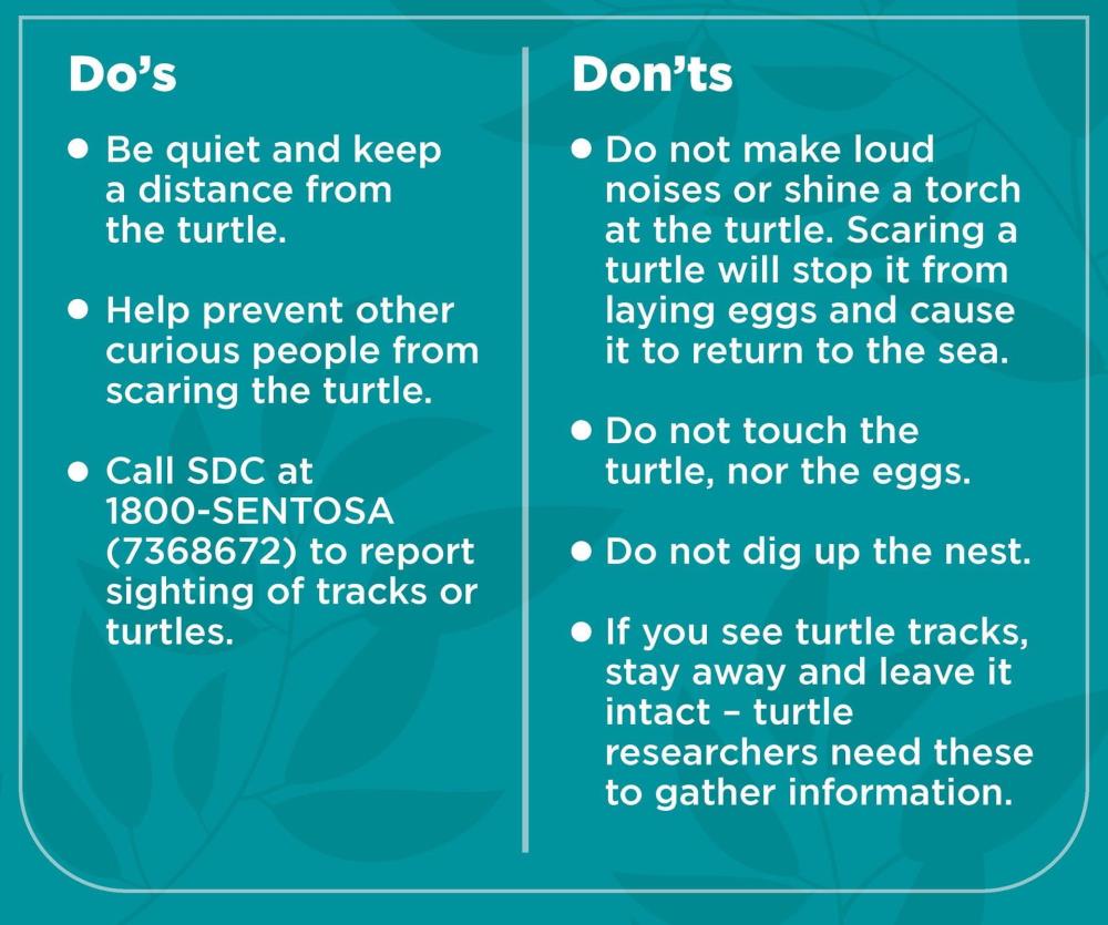 Sentosa turtle encounters