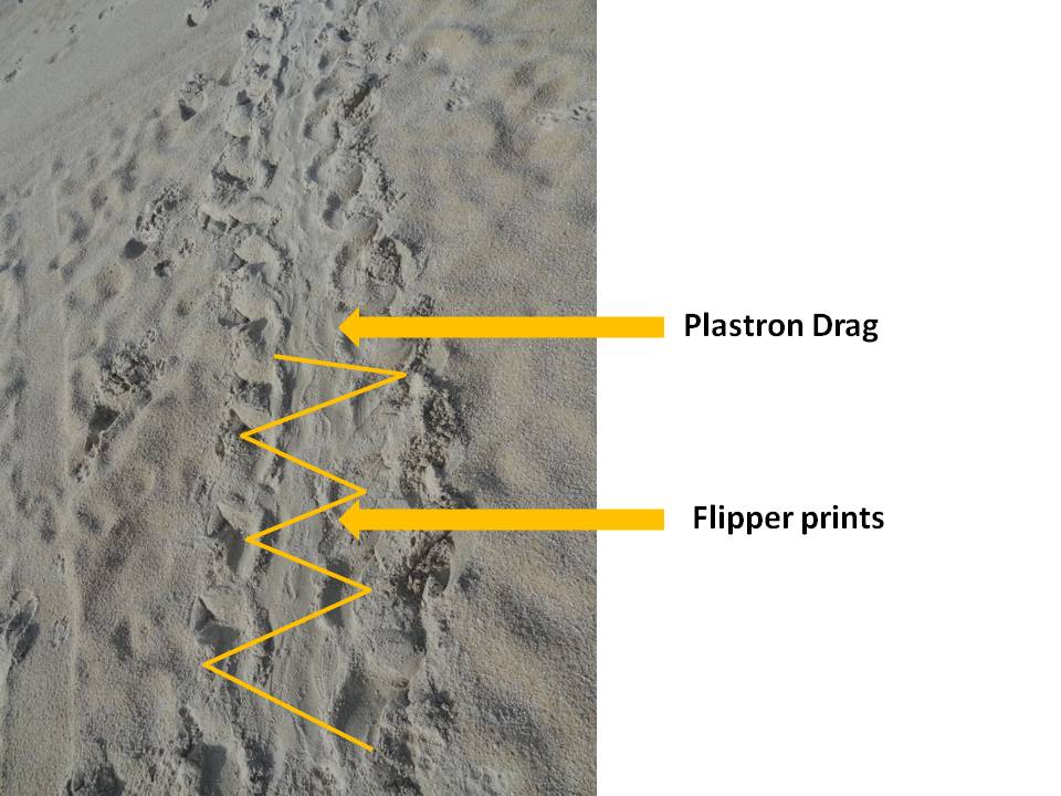 Sentosa turtle encounters