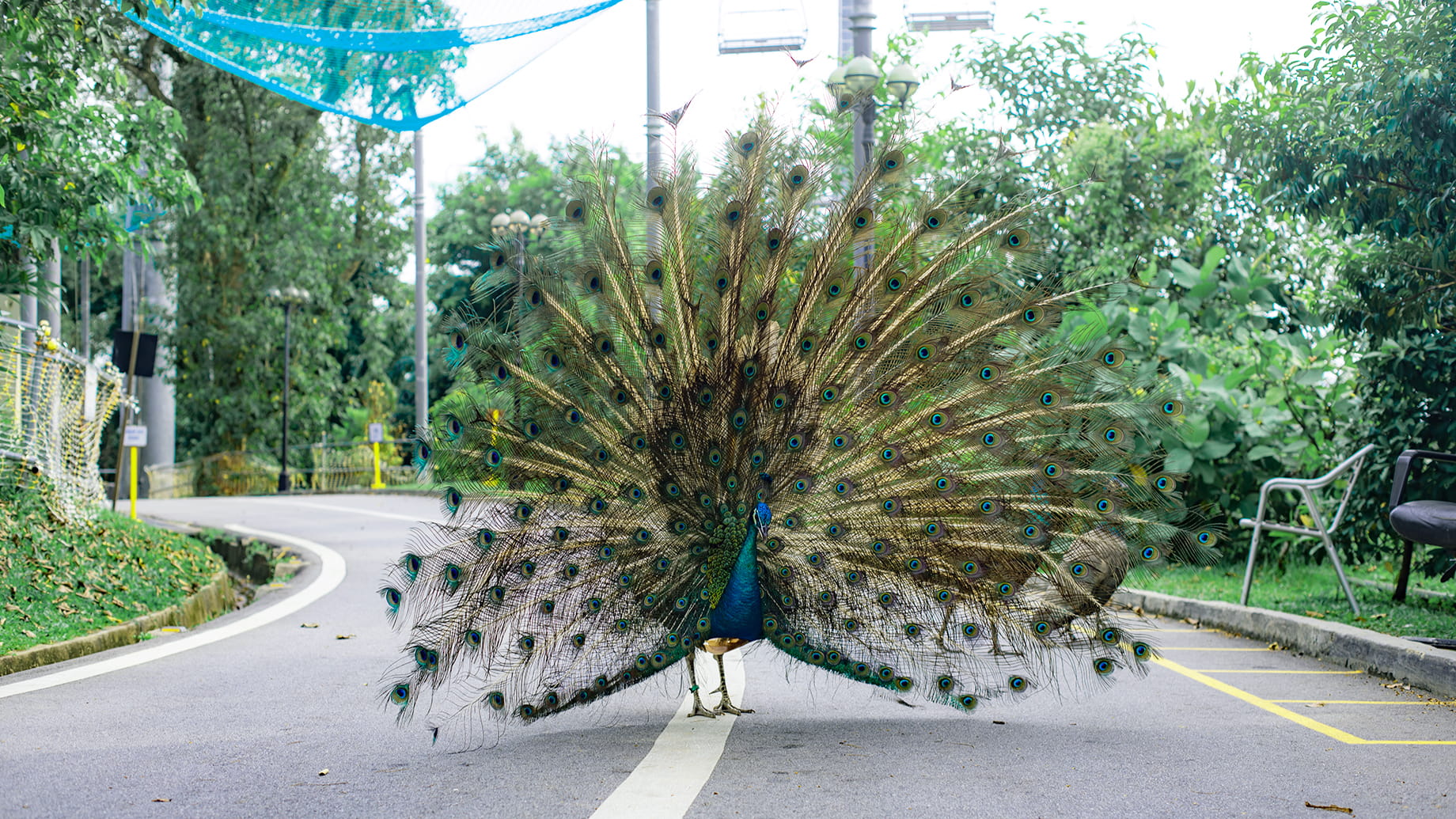 Sentosa's perfect peafowls