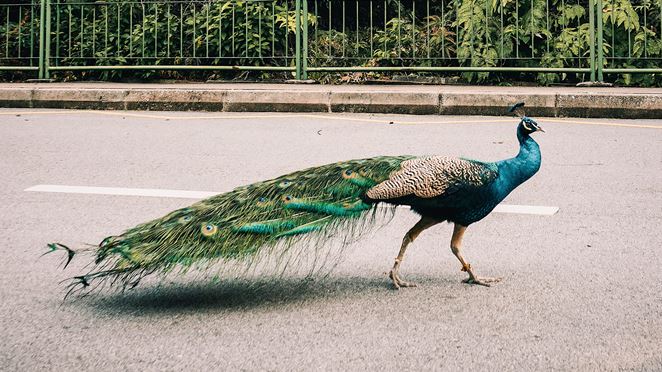 Sentosa's perfect peafowls