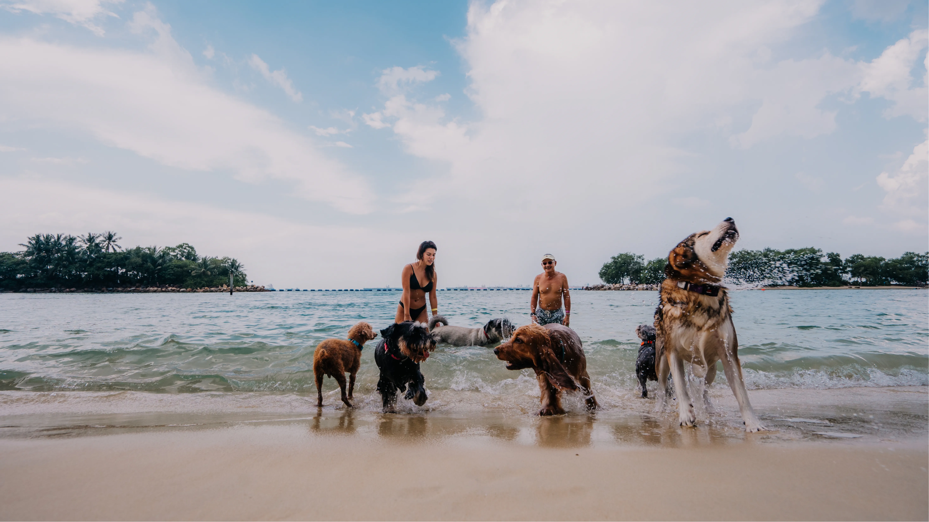 Unleash the Fun: Dog-Friendly Adventures Await You in Sentosa