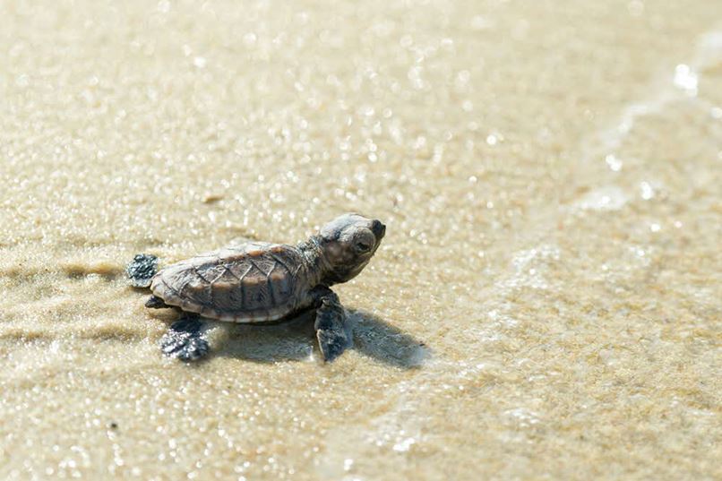 Explore the Natural Wonders of Sentosa