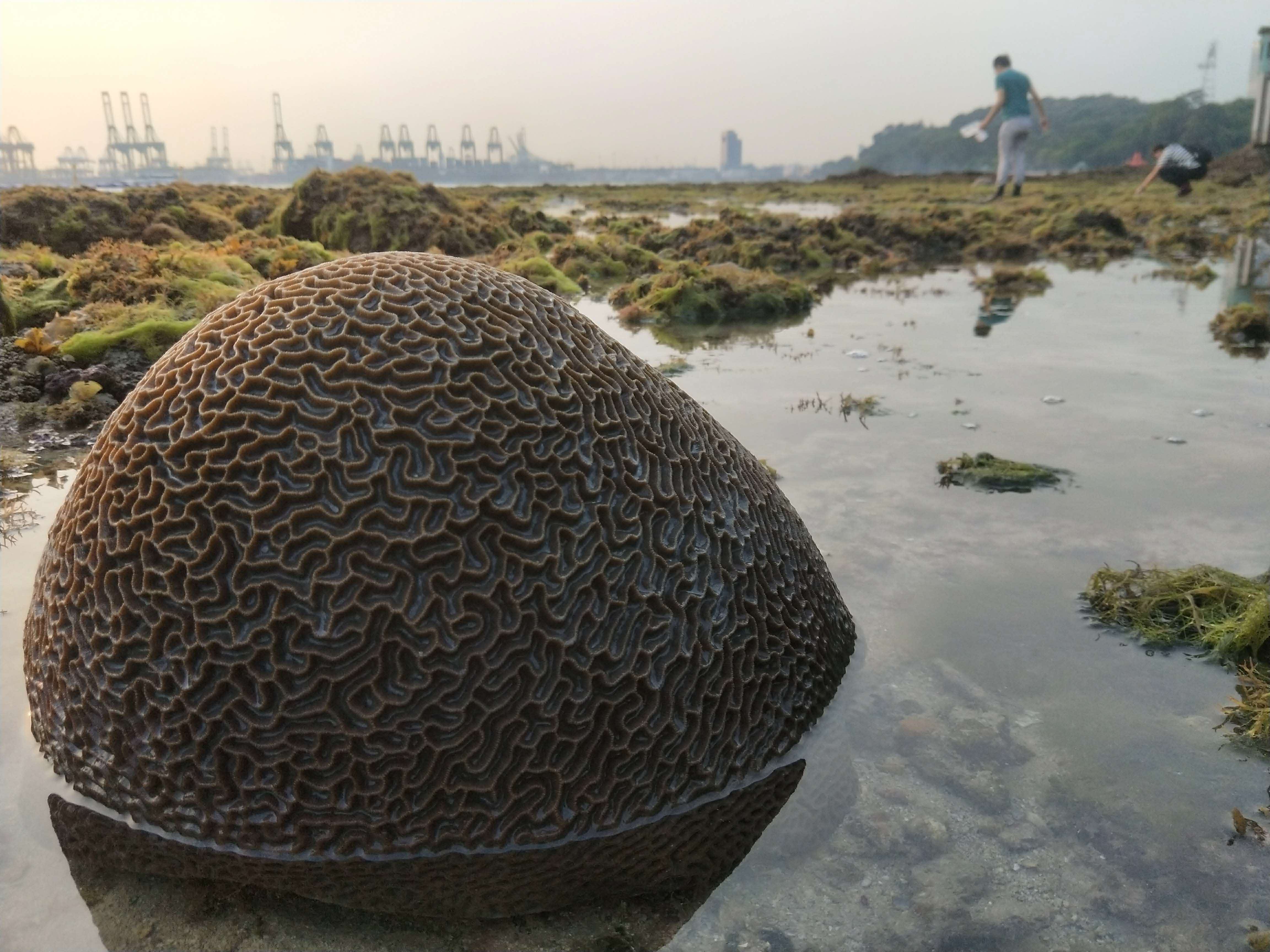 Explore the Natural Wonders of Sentosa