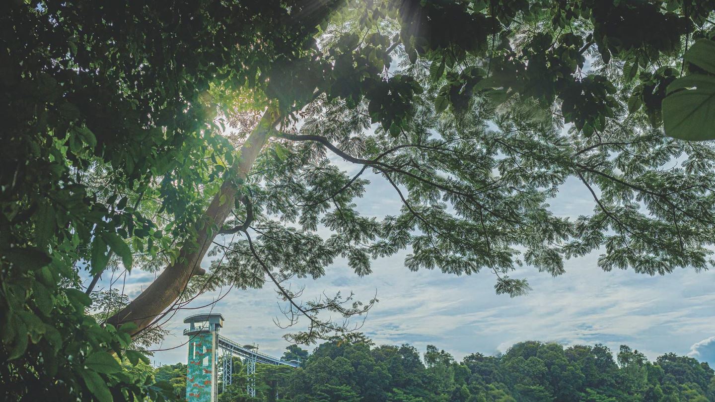 Explore the Natural Wonders of Sentosa