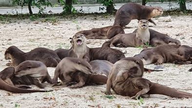 Wildlife Encounters in Sentosa: A Guide