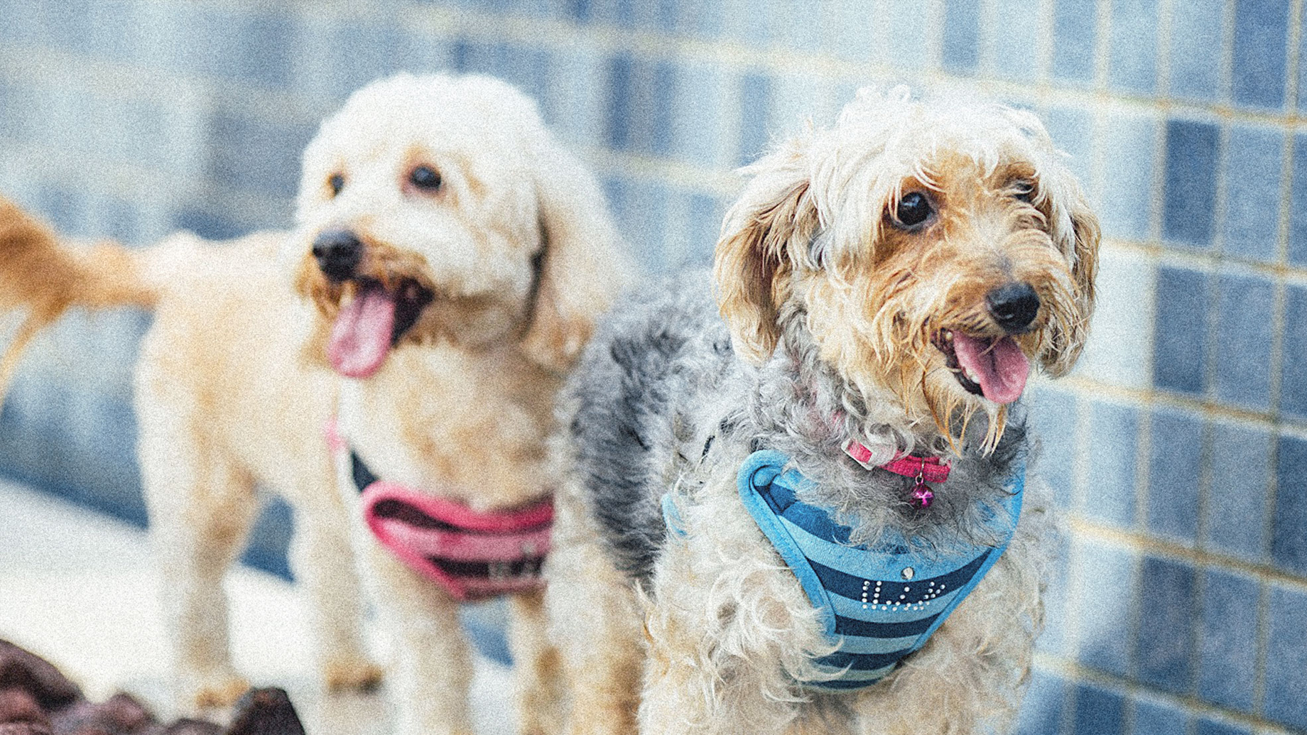 8 things to note when bringing your pets and dogs to Sentosa
