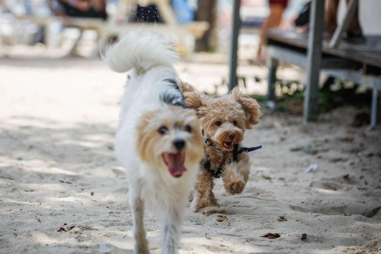 Where to go for days out with your pets on Sentosa