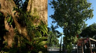 Sentosa Nature Discovery | Sentosa