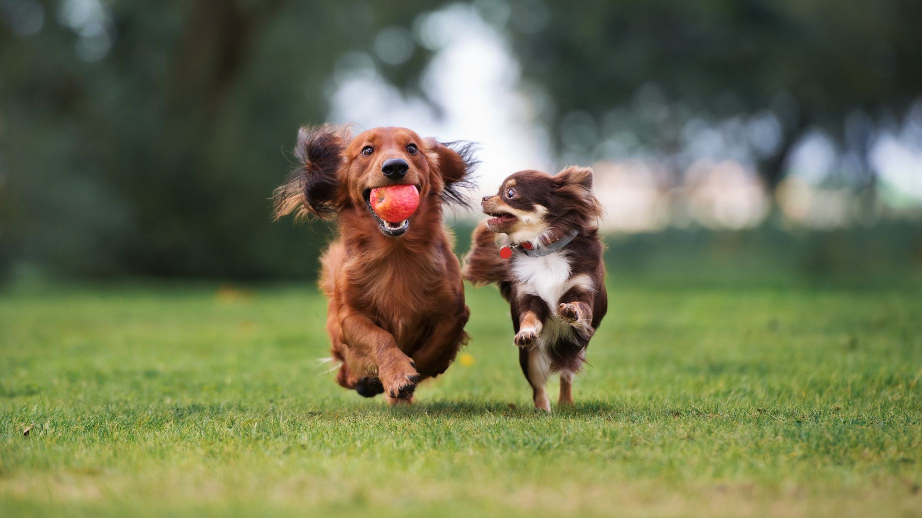 The Palawan Dog Run | Sentosa