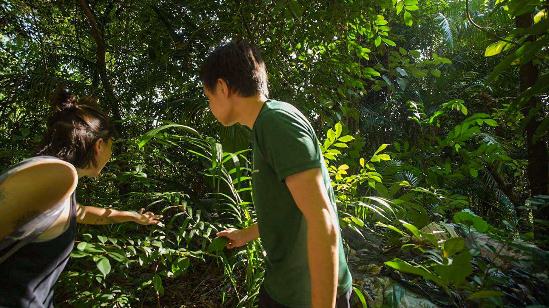 Immersive Rainforest Trails | SentoSights