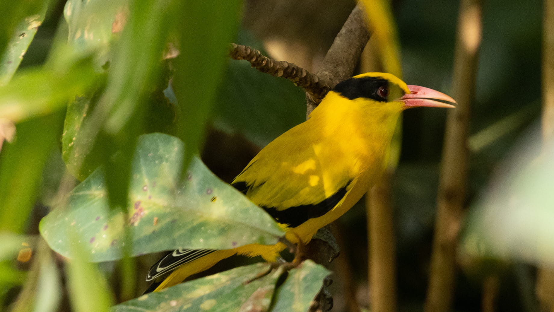 Introduction to Birdwatching | SentoSights