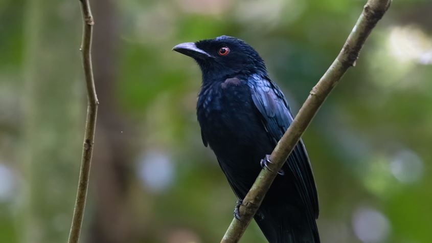 Introduction to Birdwatching | SentoSights