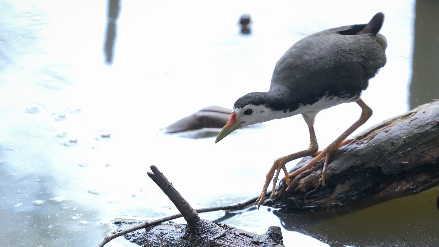 Introduction to Birdwatching | SentoSights