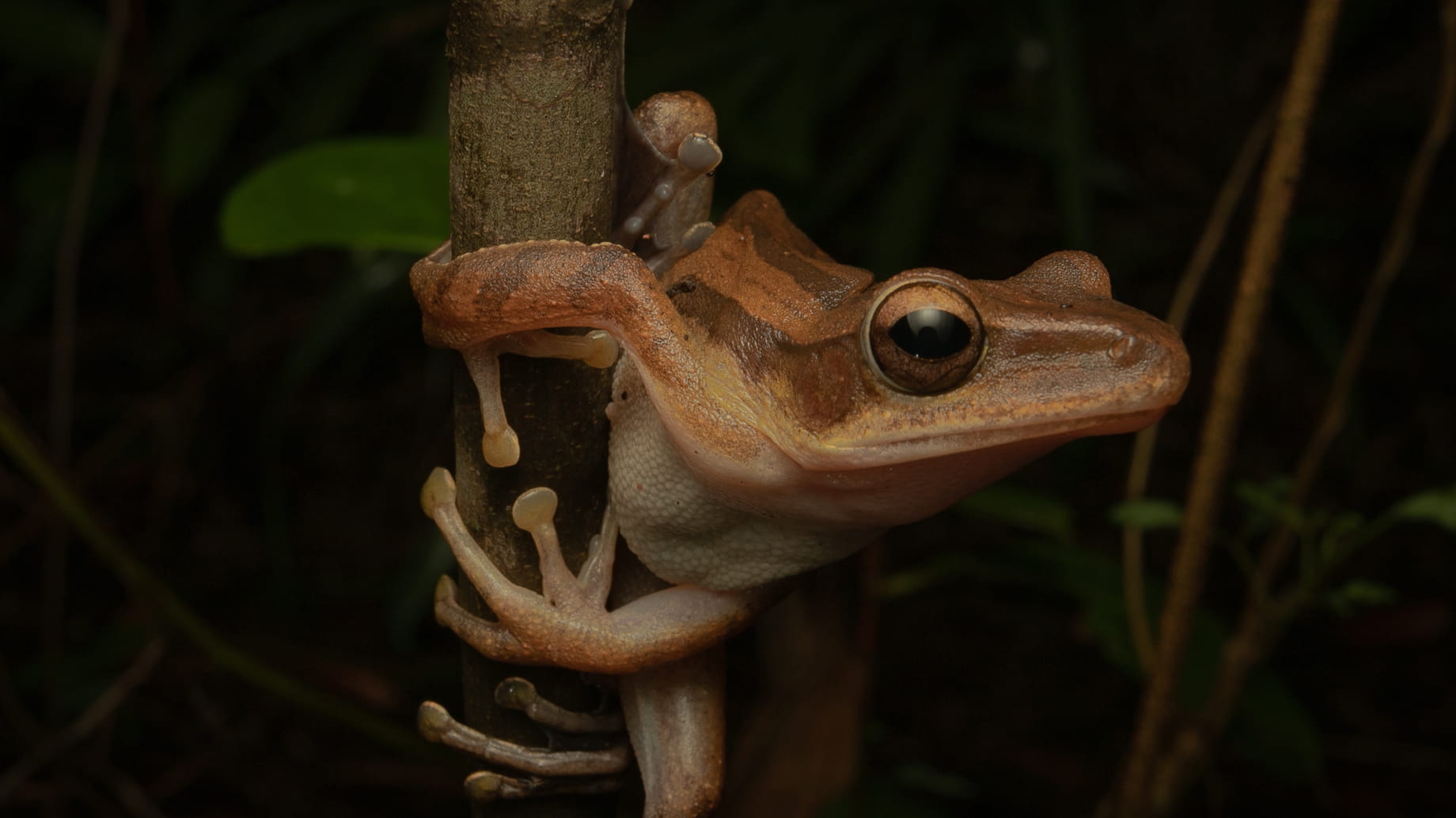 Sentosa Naturalist Night Adventure | SentoSights | Night Walk In Singapore