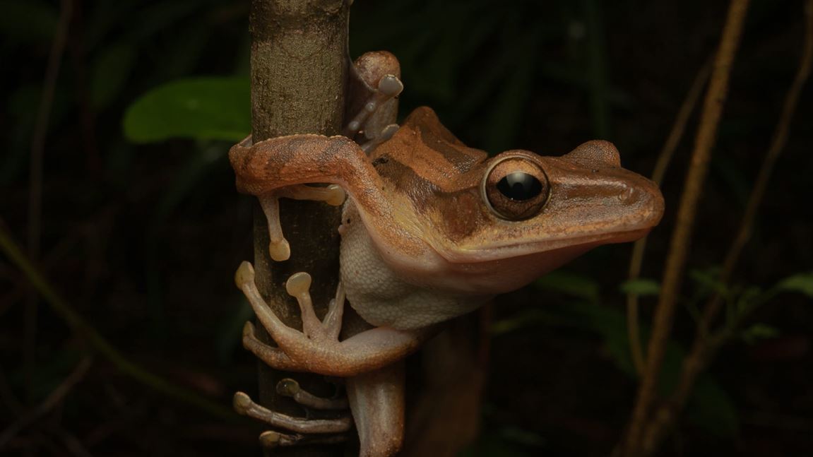 Sentosa Naturalist Night Adventure | SentoSights | Night Walk In Singapore